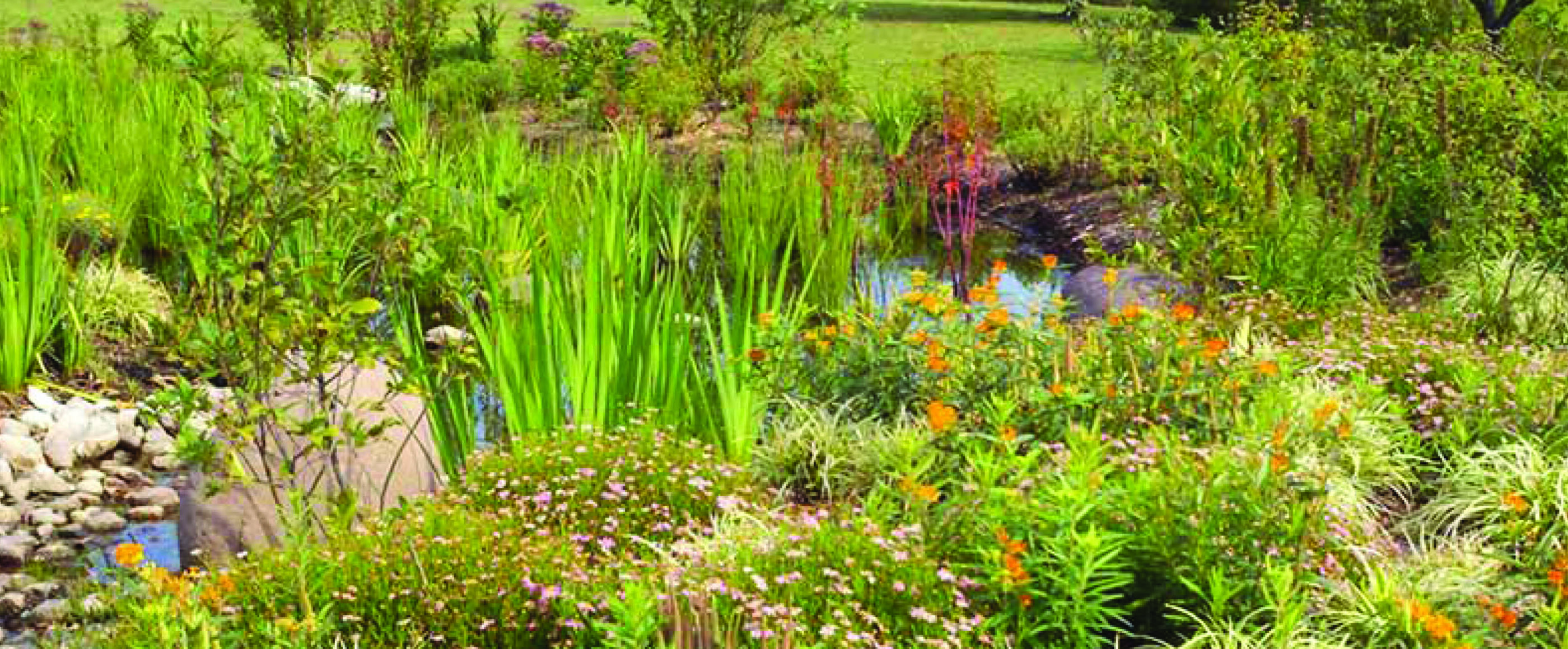 Build a Rain Garden - The Parks Alliance